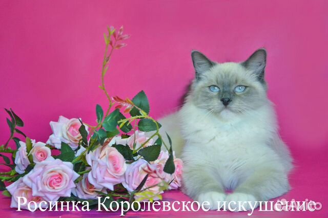 Невский маскарадный подрощенный котенок Росинка