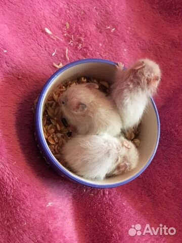 Сирийский хомяк