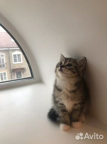 Шотландский котенок