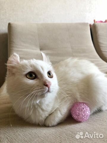 Ищет дом котенок Зайка