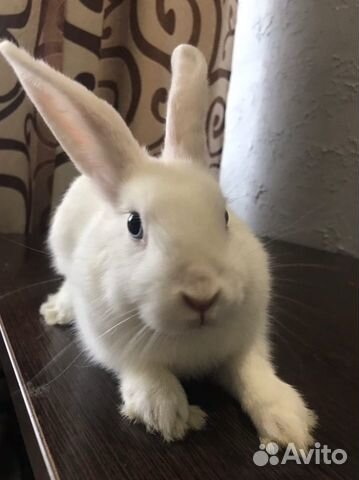 Декоративный Кролик