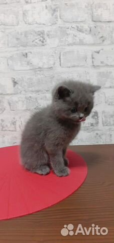 Британские котята