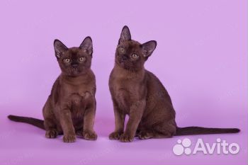 Бурманские котята с доставкой