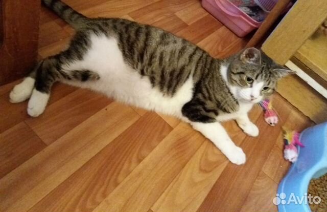 Кот