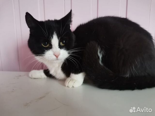 Тайра ищет дом