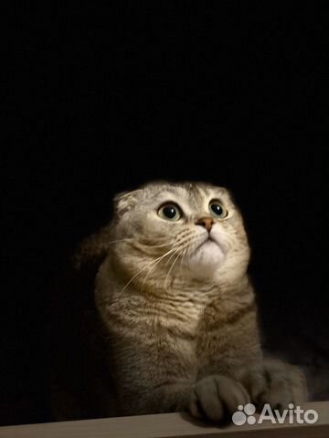 Шотландский вислоухий кот на вязку