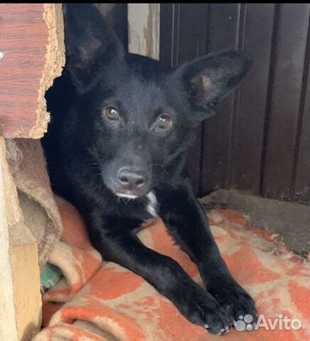 Пёс Волк мальчик в добрые руки