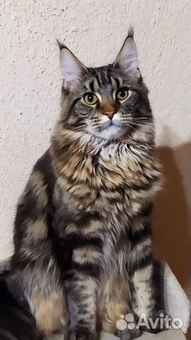 Макс ждет родителей