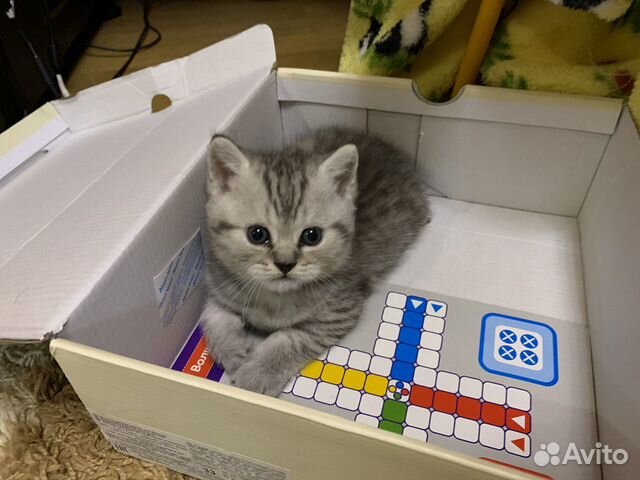 Продаётся шотландский котёнок