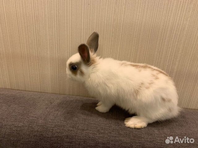 Карликовый кролик с клеткой и всем необходимым