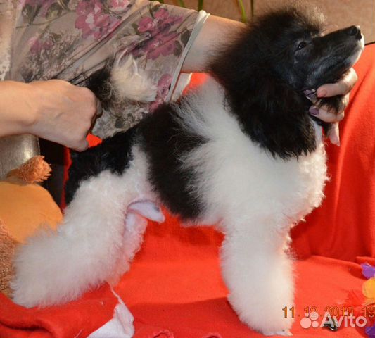 Шикарный подрощенный пудель арлекин мальчик