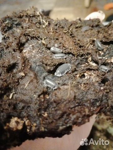 Мокрицы Cubaris sp White Site "Cambodia"