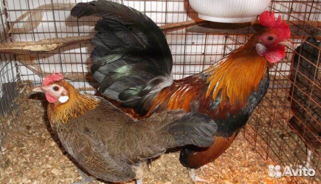 Карликовые куры серама