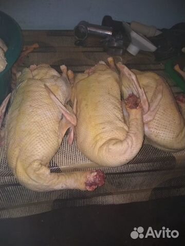 Куры утки гуси индейки