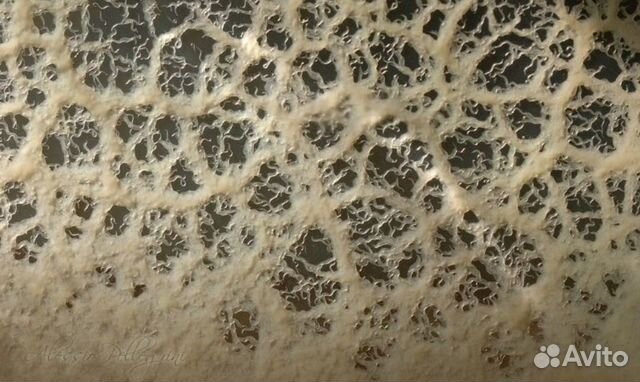 Нематоды и Аулофорусы