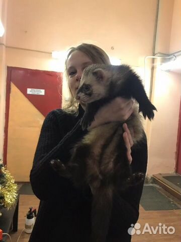 Продаю хорька