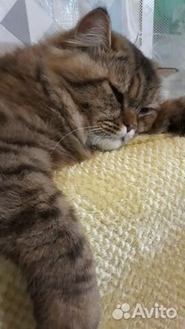 Тигр ищет подружку