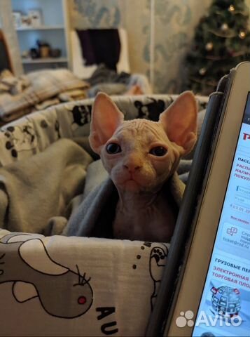 Канадский сфинкс