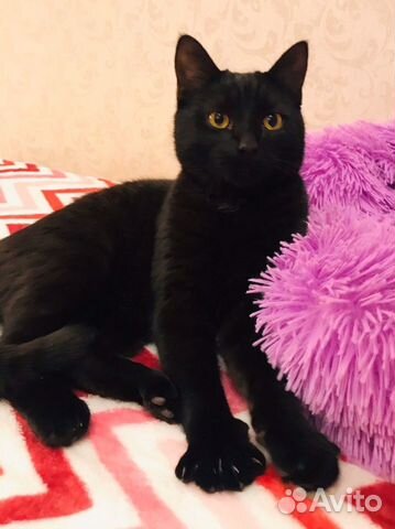 Котик Томас