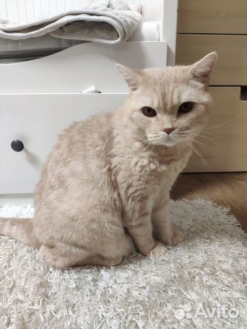 Отдаём британского кота в добрые руки