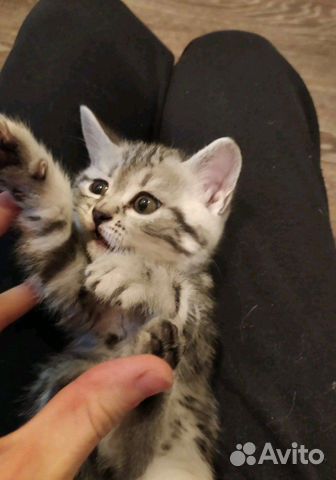 Котята