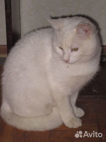 Беленькая, очень нежная кошечка-подарите жизнь