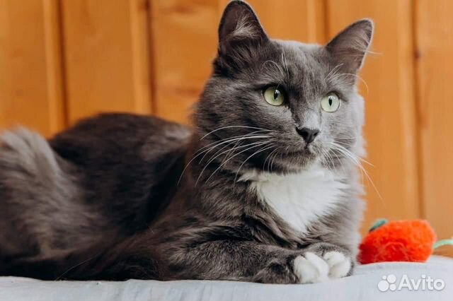 Котик