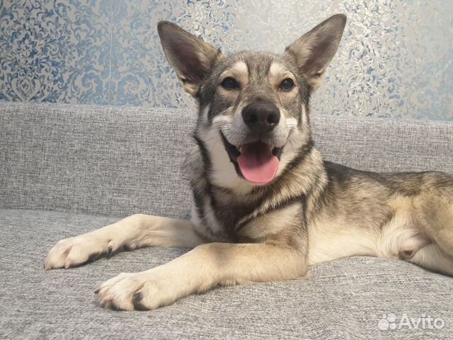 Метис волчонка в дар