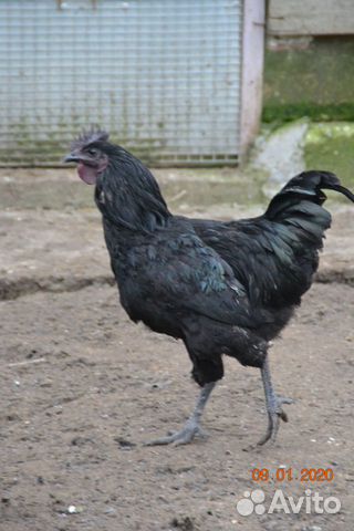 Продам или обменяю петушка ухейилюй