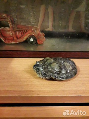 Черепаха