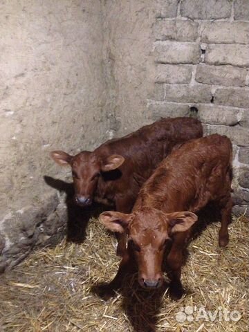 Телята
