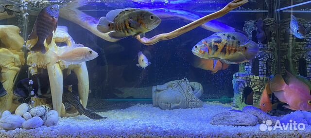 Аквариумные рыбы