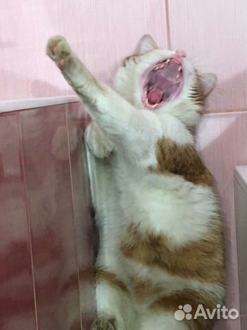 Очаровательный котик в добрые руки