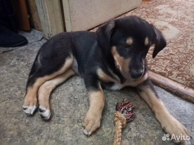 Щенок Джули в самые добрые руки