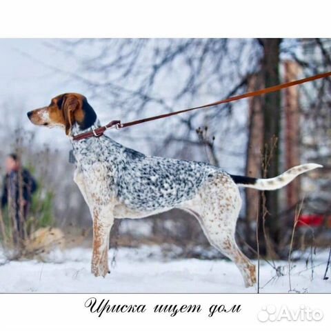 В добрые руки ласкушка