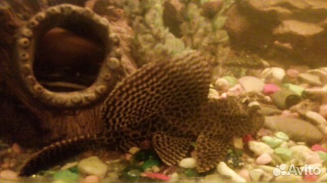 Аквариумная рыбка Сом птеригоплихт парчевый