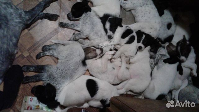 Щенки четырёхмесячные помесь