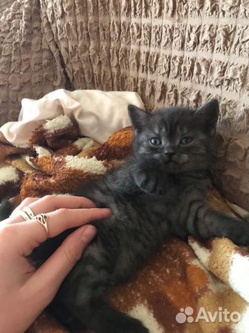 Шотландская кошечка