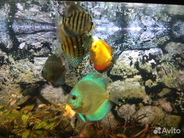 Отдам дискусов