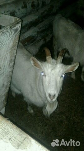 Козы, козлята, дойные козы