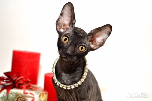 Открыт резерв на котят Корниш-рекс