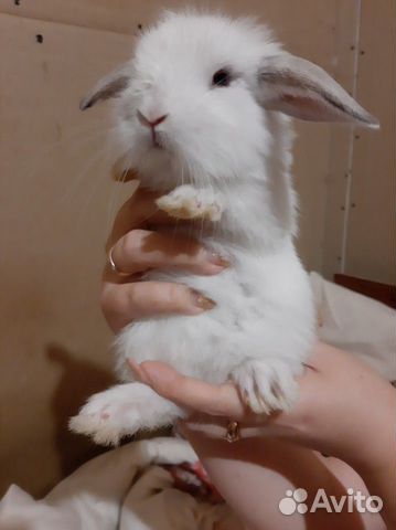 Кролик