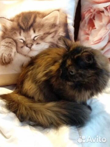 Отдам в добрые руки