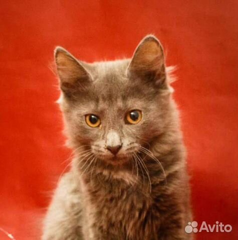 Пушистая красавица Сафи (4 месяца) ищет дом