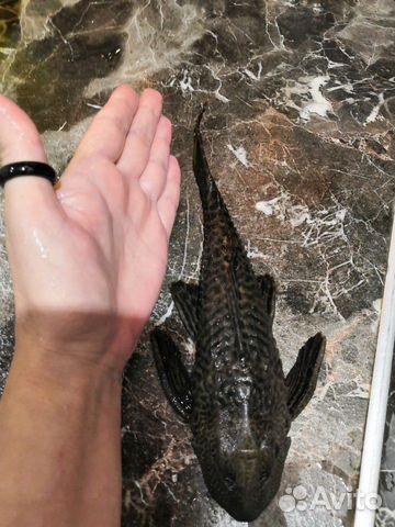 Плекостомус