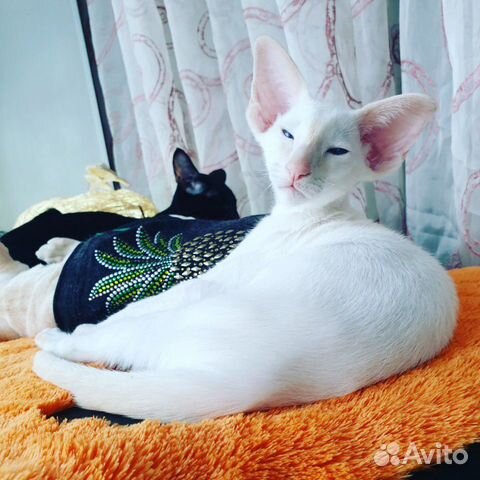 Ори мальчики Goldorio