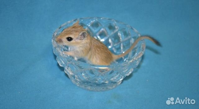 Монгольские песчанки - очаровашки-малыши