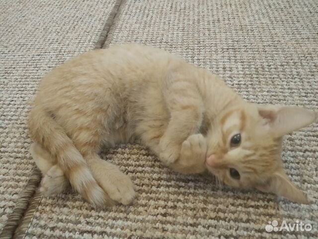 Котик Баксик 3,5 месяца