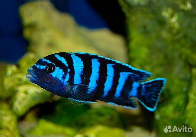 Цихлиды 2 шт