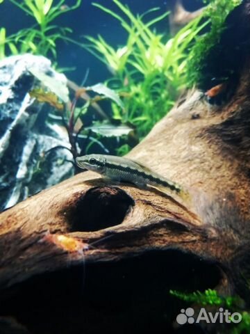 Рыбка Гиринохейлус водорослеед